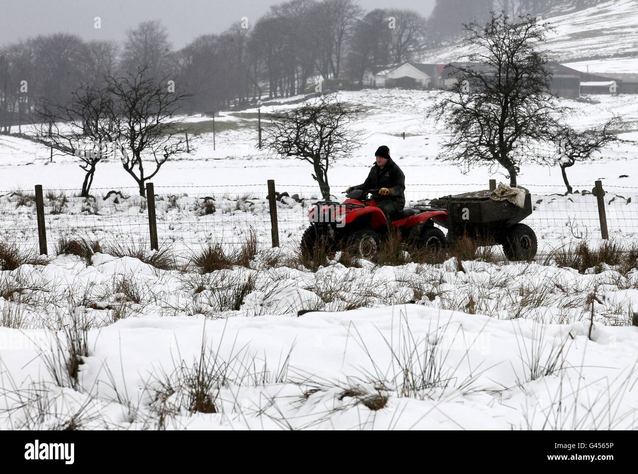 Farmer Peter Laidlaw feeds his sheep at Craigannet Farm near ...