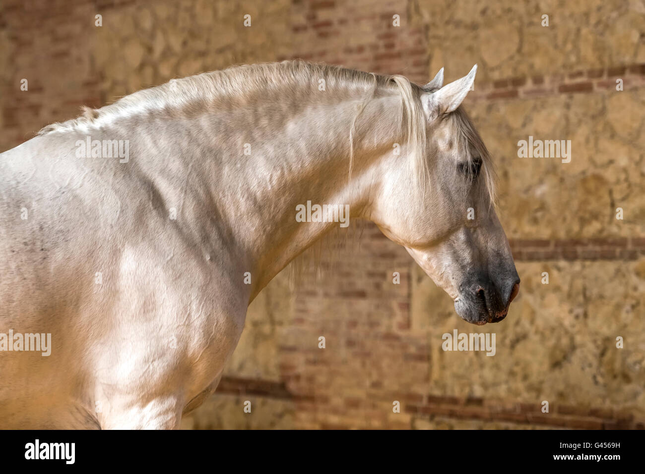 Beautiful PRE stallion portrait Stock Photo - Alamy