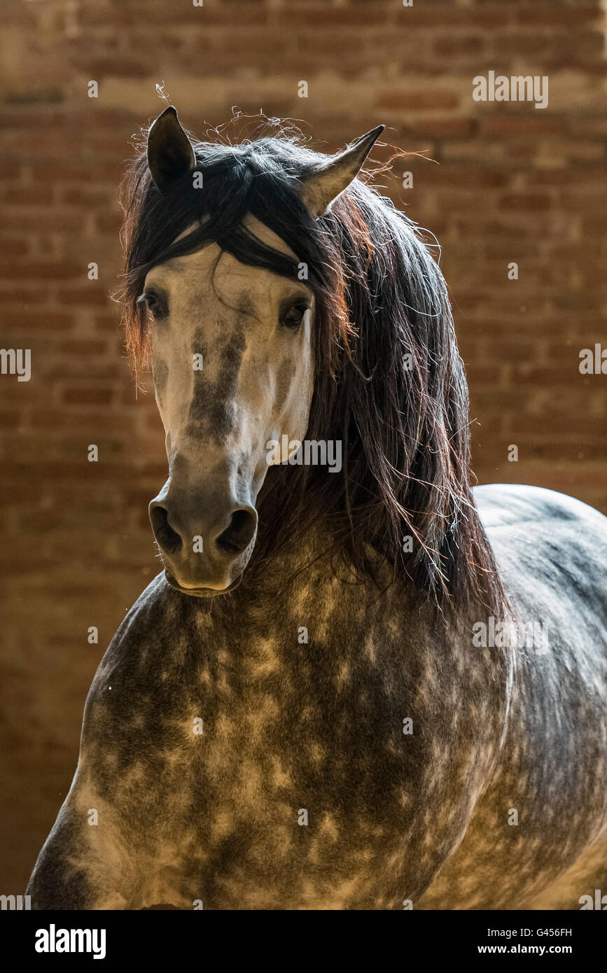 Beautiful PRE stallion portrait Stock Photo - Alamy