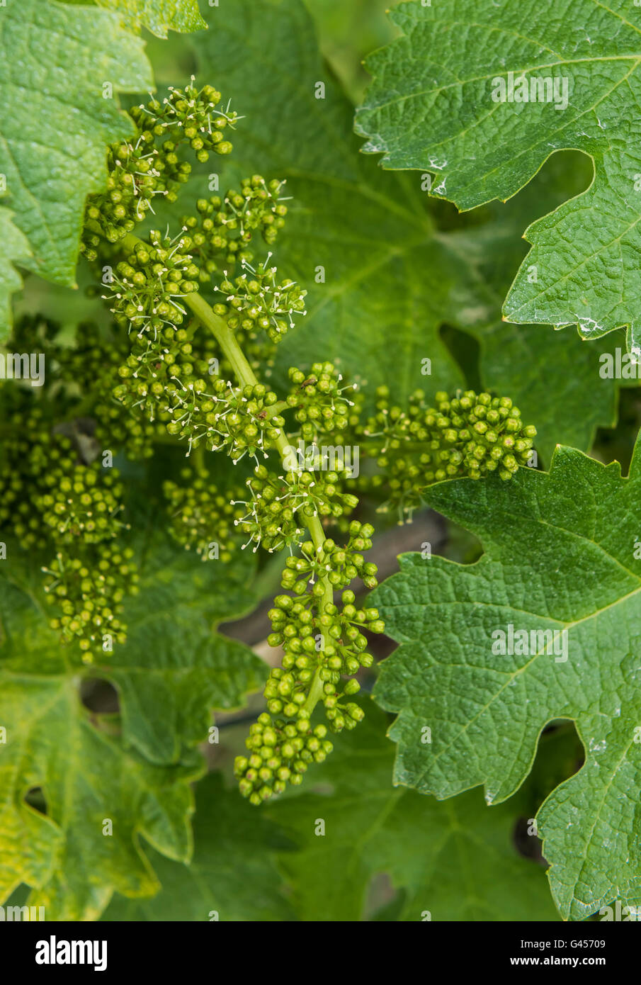 Bunch of flowers of grapevine in Piedmont, Alba district, Italy Stock ...