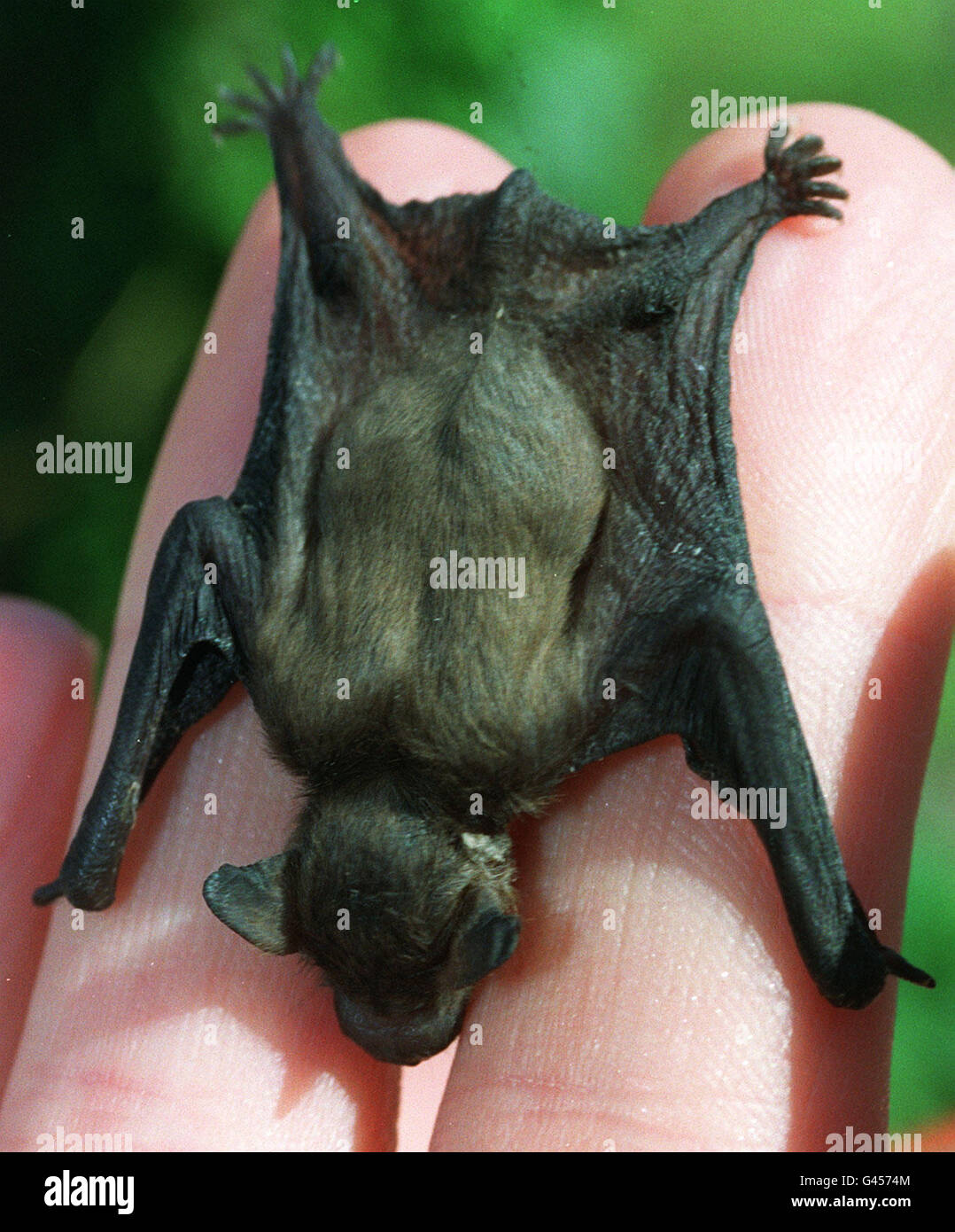Baby Bat With Mother