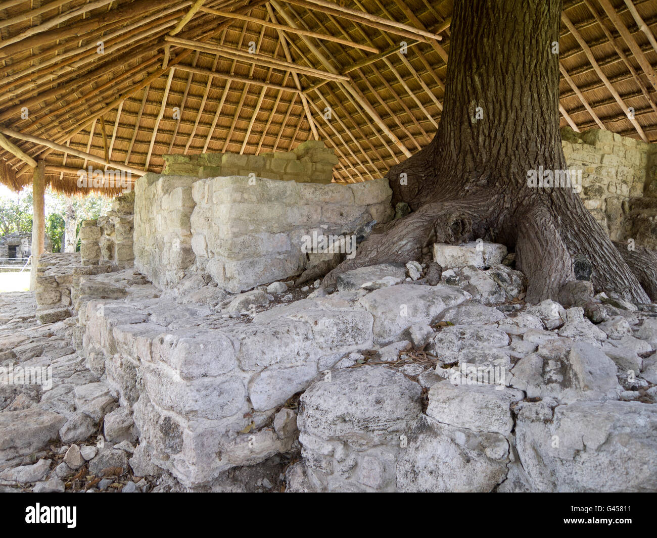 Tree grows in ancient Inca Temple ruins Cozumel Mexico Stock Photo - Alamy