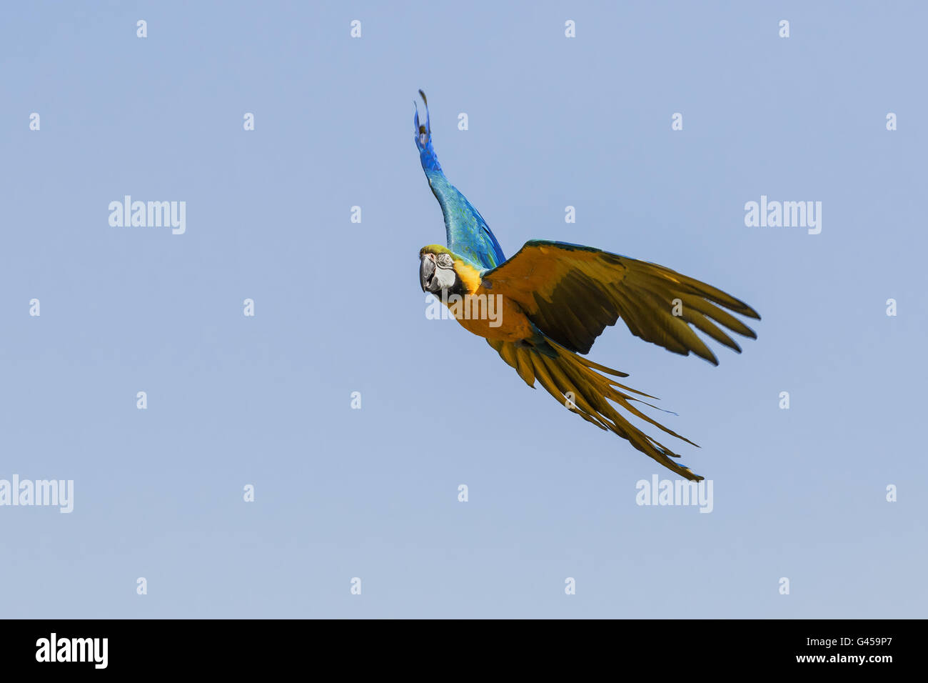 Blue and yellow macaw flying hi-res stock photography and images - Alamy