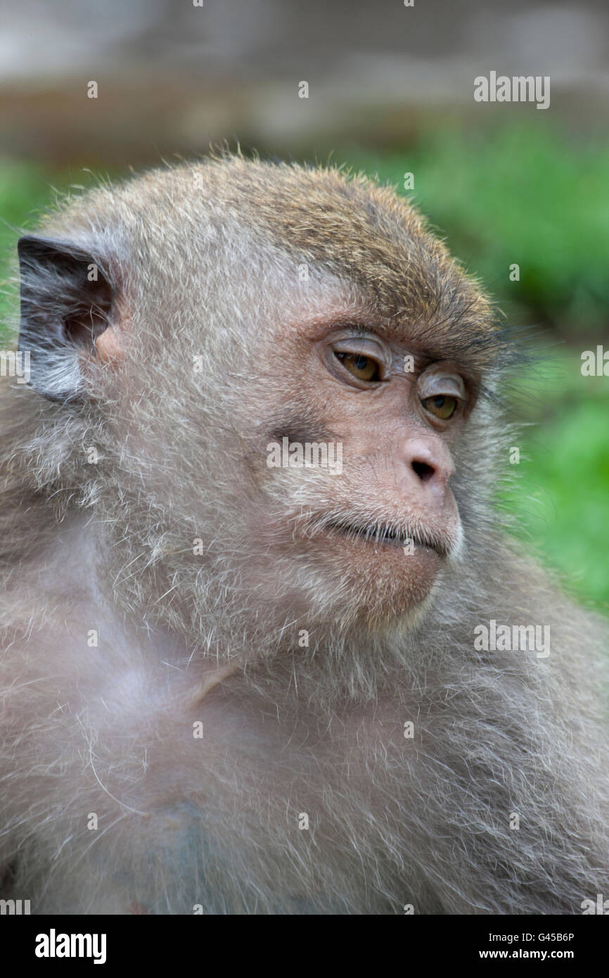 Portrait of a Macaque in Bali, Indonesia Stock Photo - Alamy