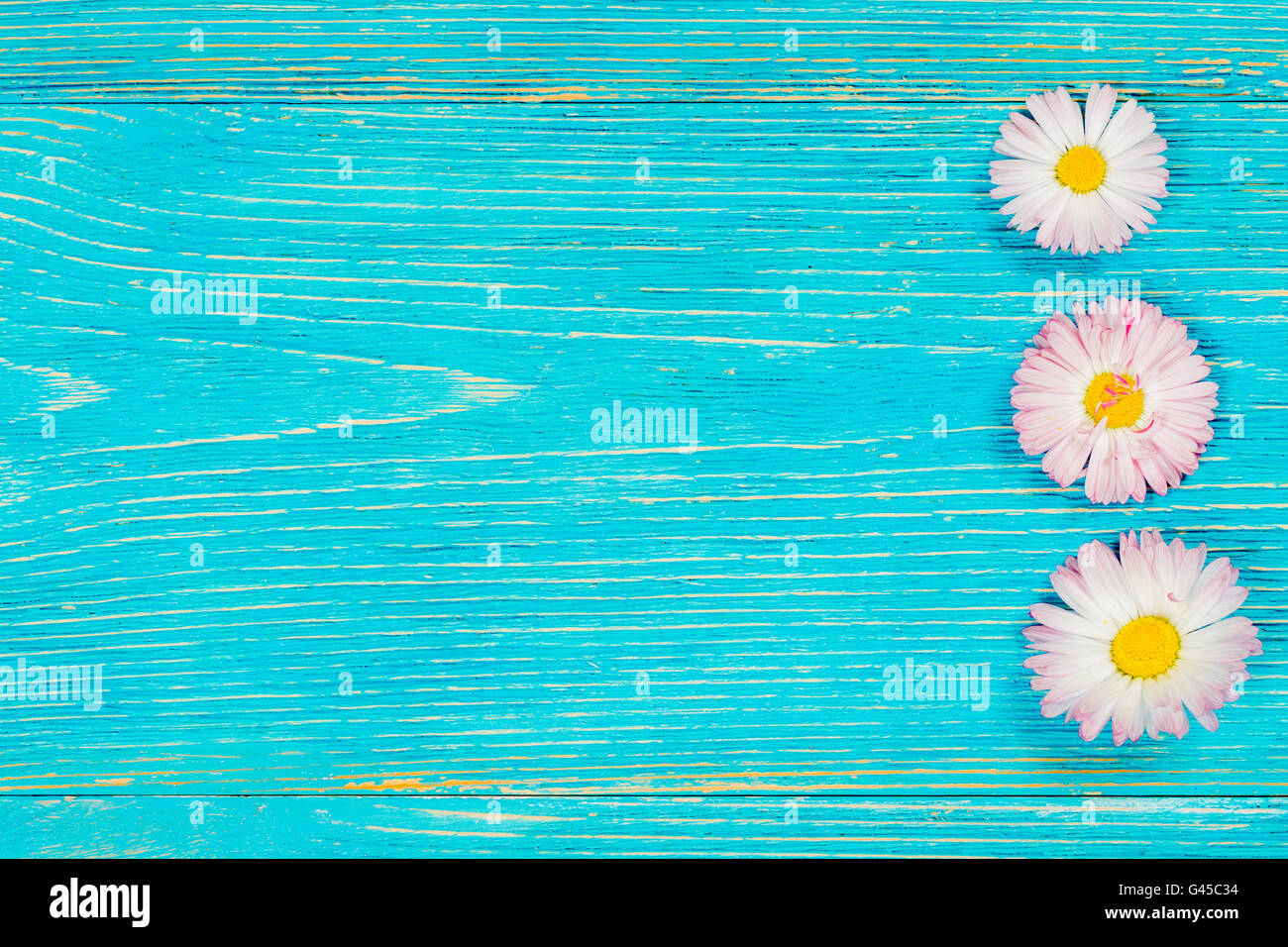 daisy on rustic turquoise wooden desk background Stock Photo - Alamy