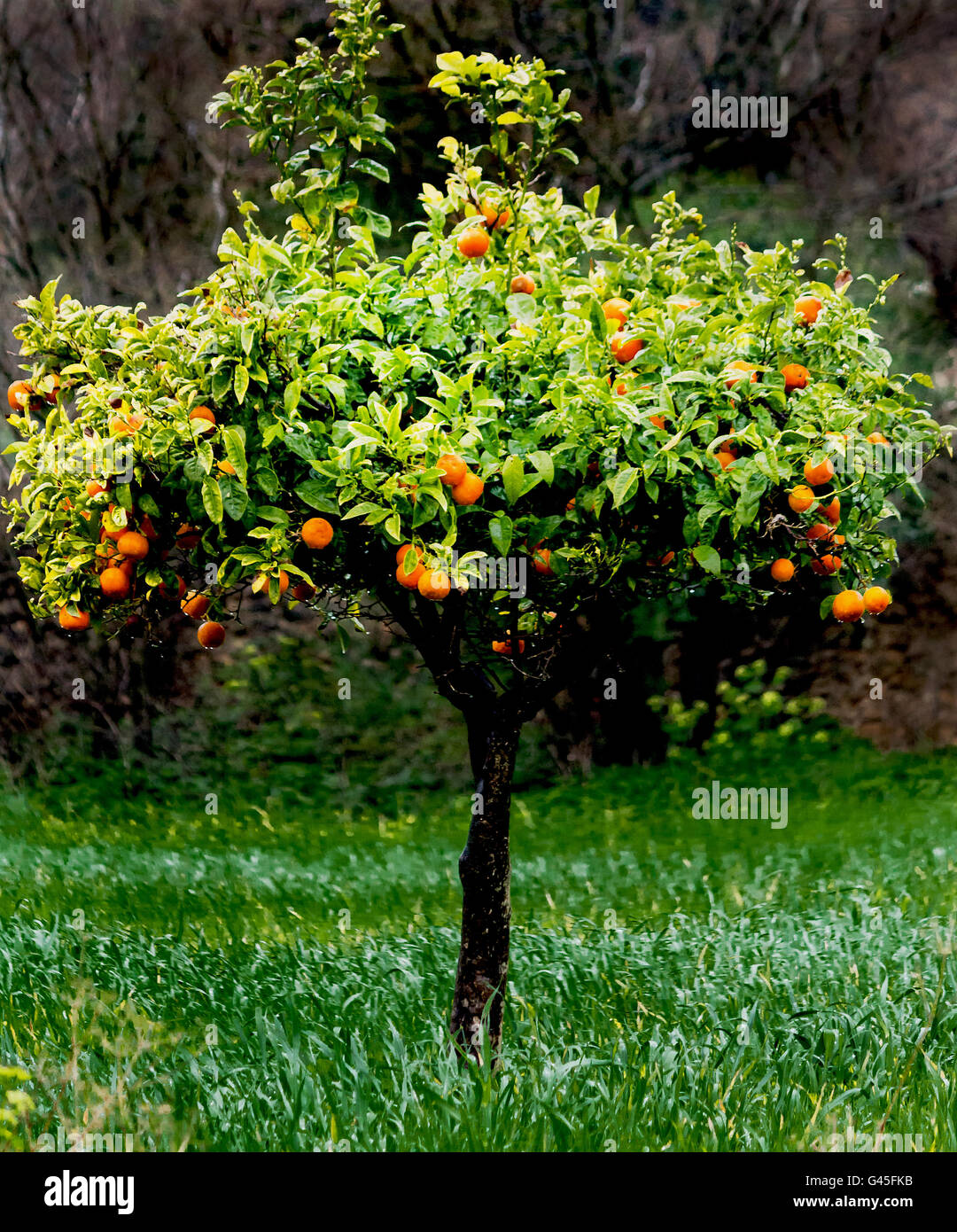 Young orange tree hi-res stock photography and images - Alamy