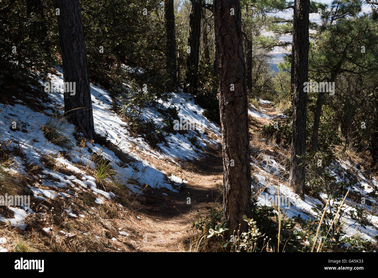 The Arizona Trail descending through snow and pine trees in the western ...
