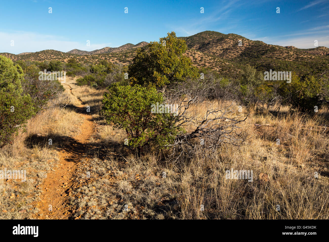 The Arizona Trail passing through oak and juniper trees on its way to ...