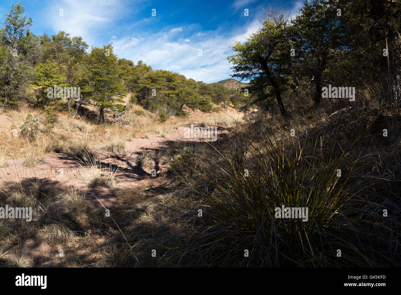A dry creek bed bending through a forest of oak trees in the Canelo ...