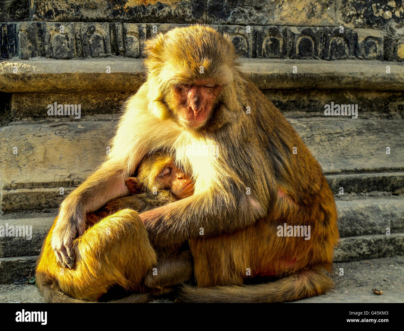 Female monkey protecting its baby, Kathmandu Stock Photo - Alamy