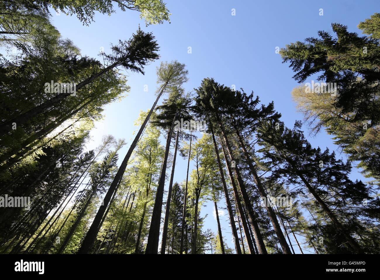 Pristine beech forest hi-res stock photography and images - Alamy