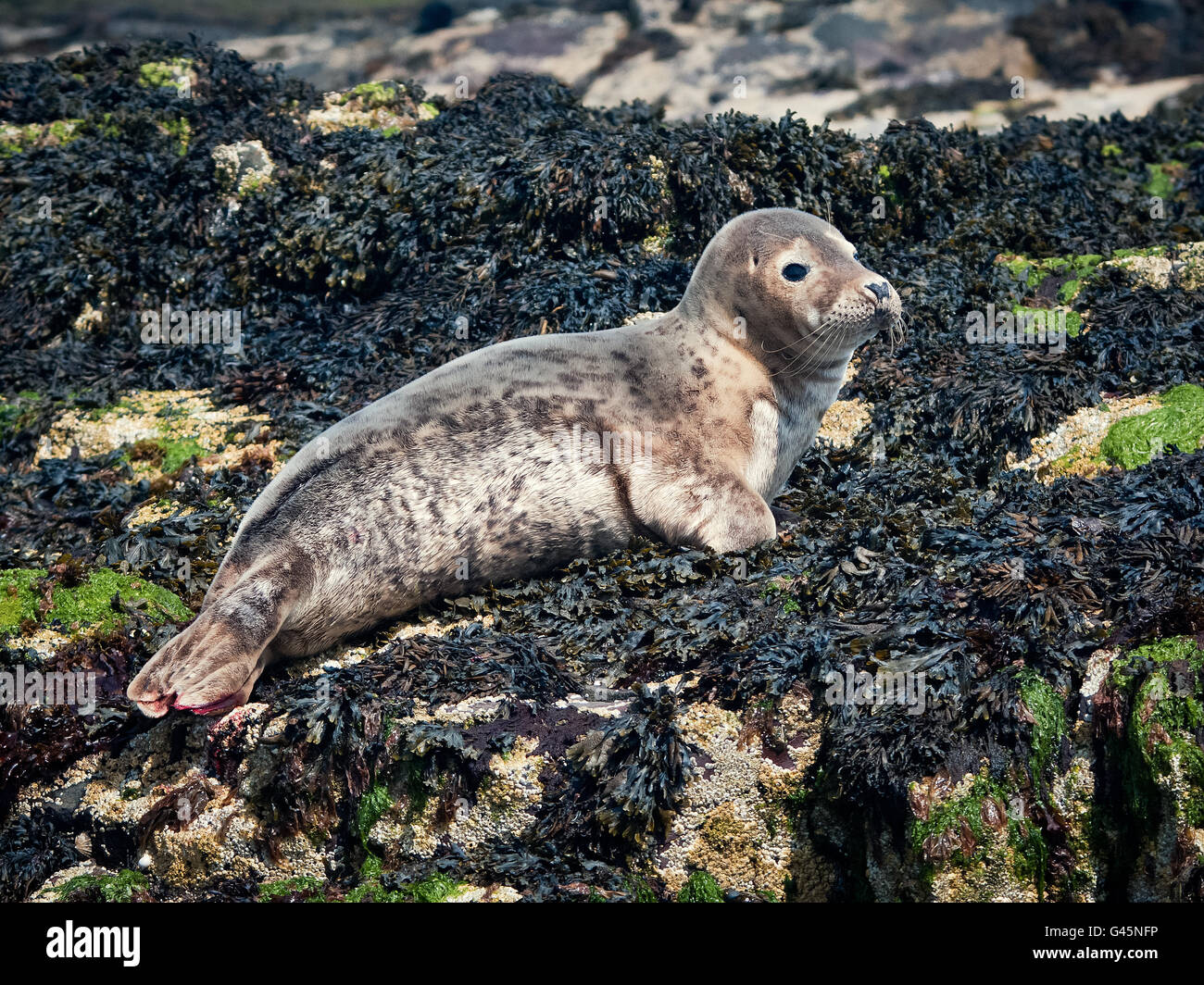 Atlantic grey seal colony hi-res stock photography and images - Alamy