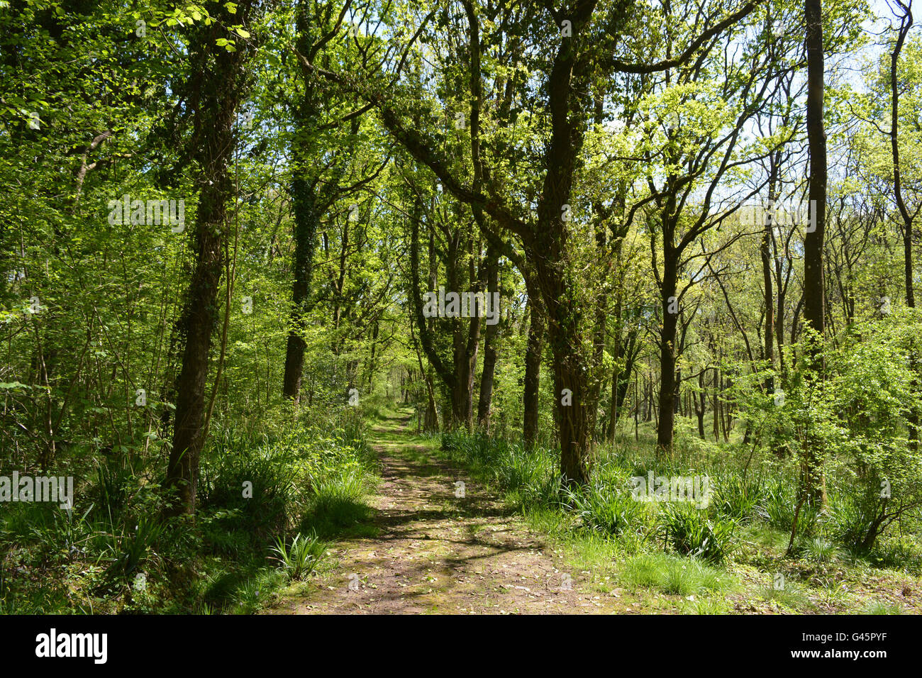 Path through woodland, Somerset, ENgland Stock Photo - Alamy
