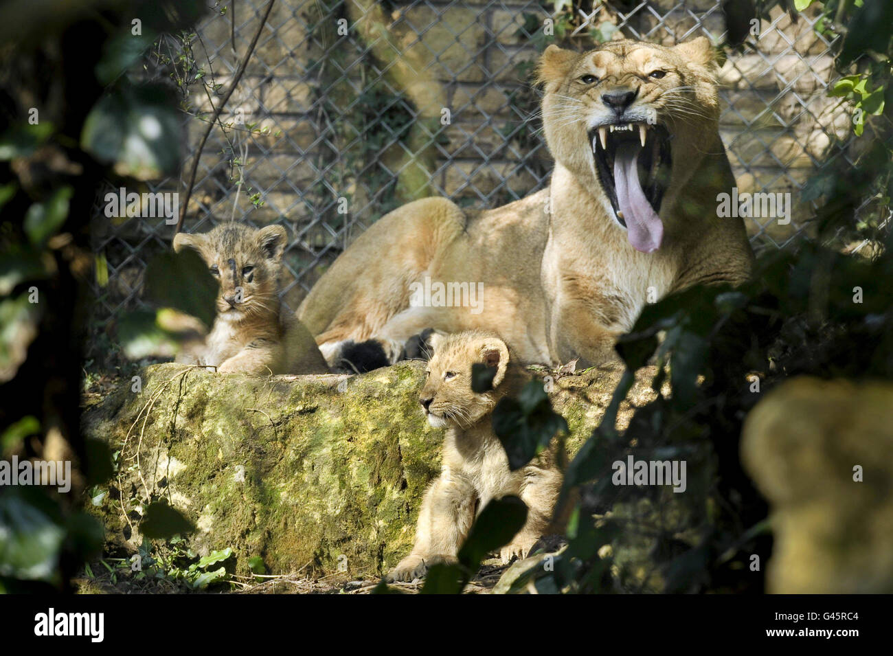 News animals lion hi-res stock photography and images - Alamy