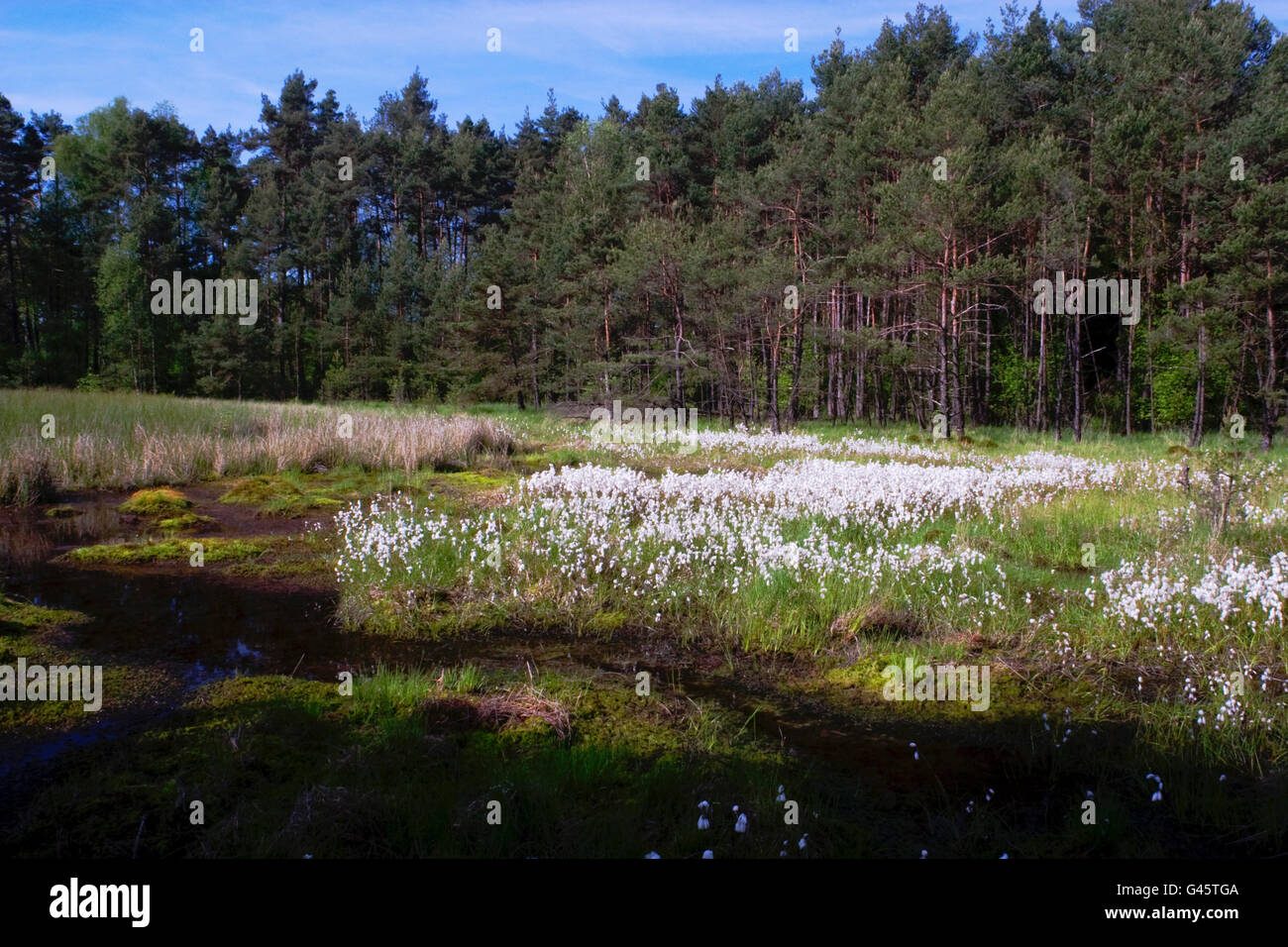 Grasses bog wet hi-res stock photography and images - Alamy