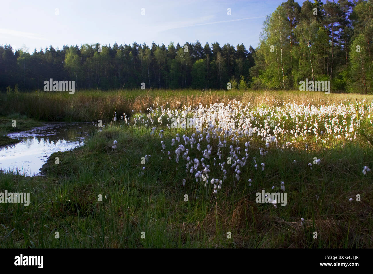 Flowering Cotton grasses at a bog in spring - Bavaria/Germany Stock ...