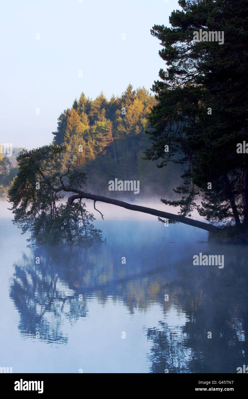 Pond pine tree hi-res stock photography and images - Alamy