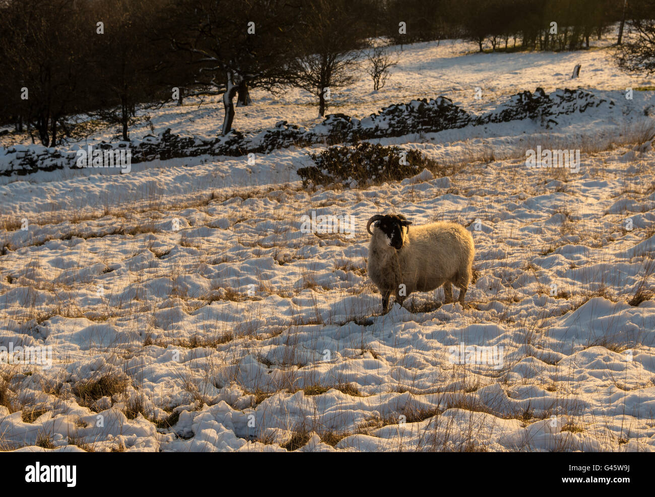 Single sheep in winter snow, Saddleworth, near sunset Stock Photo - Alamy