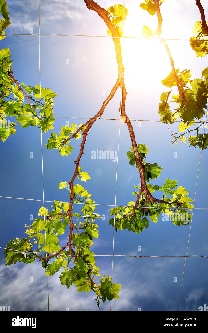 Beautiful fresh grape vine over blue sky background on bright sunny day ...