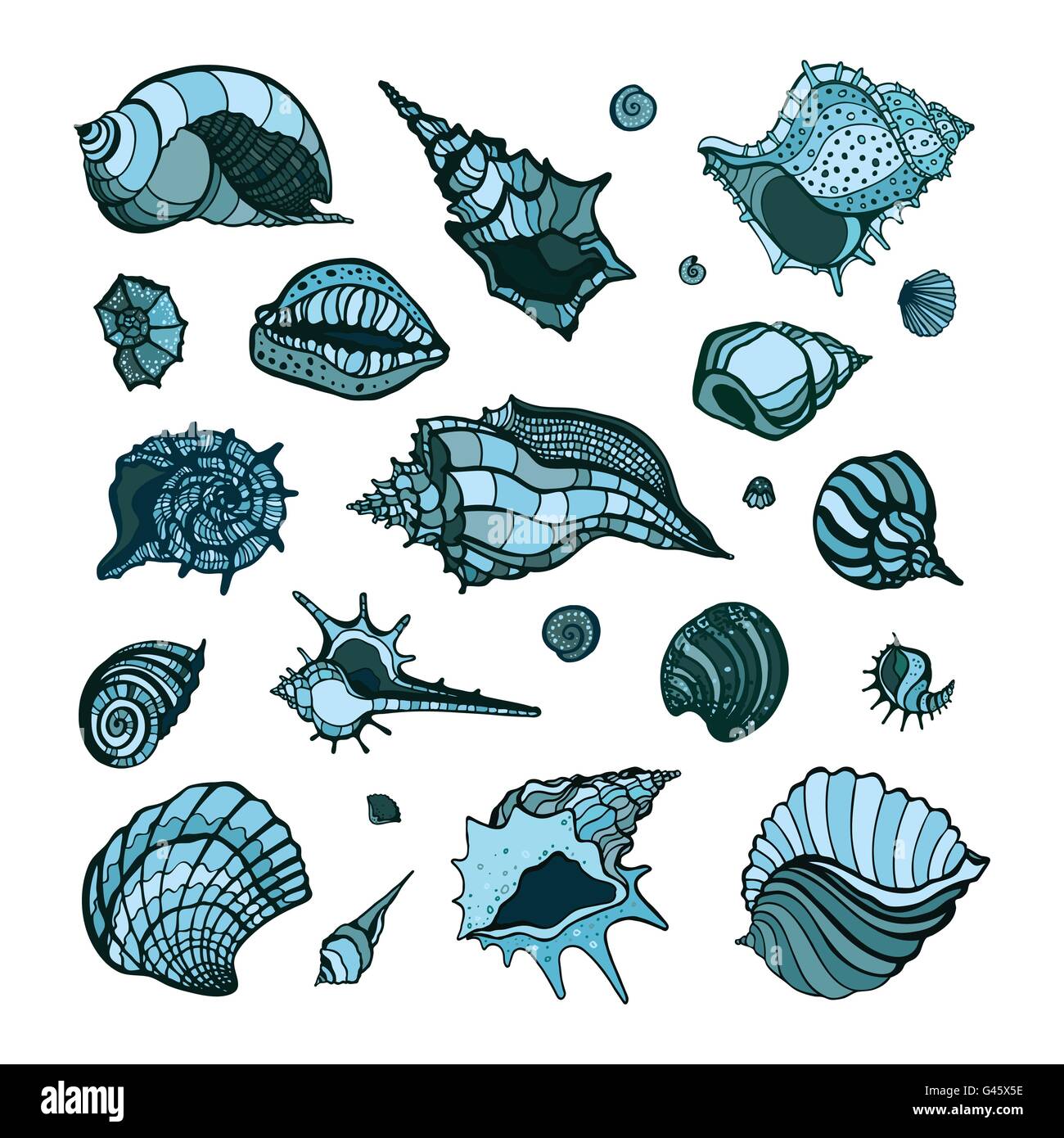 Collection with various sea shells Stock Vector Image & Art - Alamy