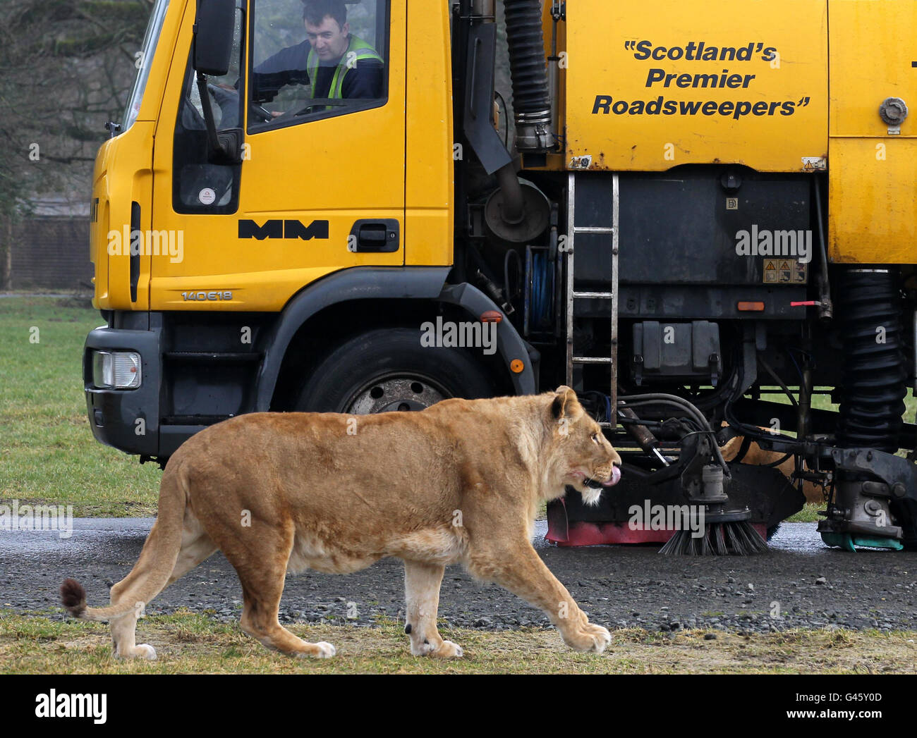 Road sweeper John Hunter sweeps the road through the lion enclosure at ...