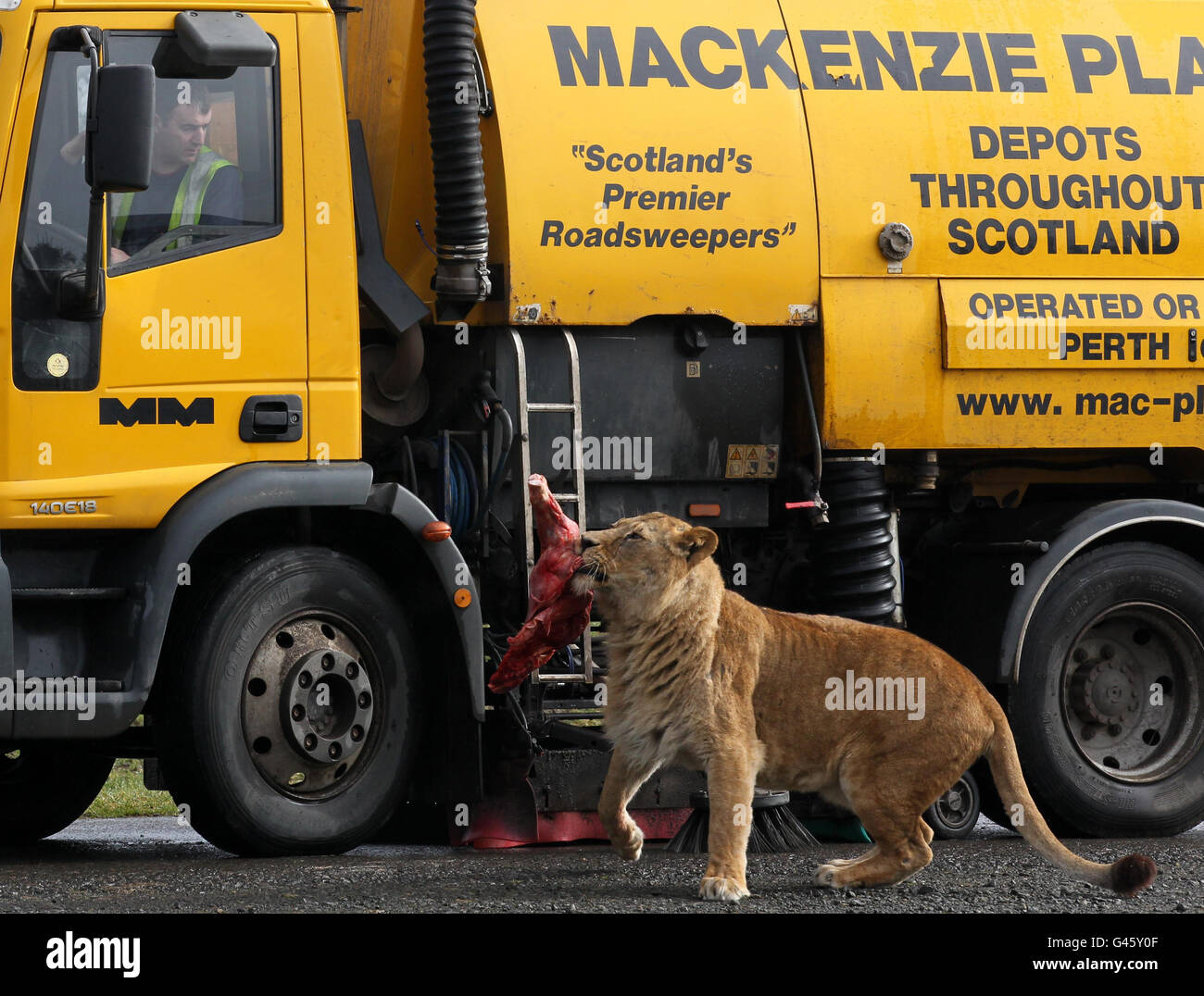 Road sweeper John Hunter sweeps the road through the lion enclosure at ...