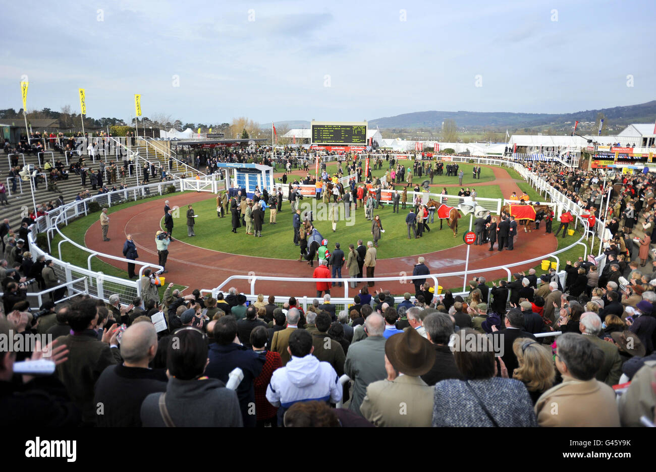 Holmwood Legend enters the Parade Ring during St Patrick's Day at ...