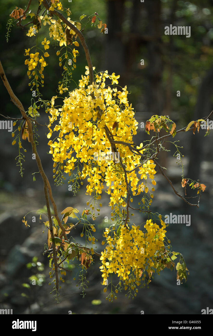The image of Amaltas ( Cassia fistula ) Flowers of Golden shower tree in Tadoba, India Stock ...