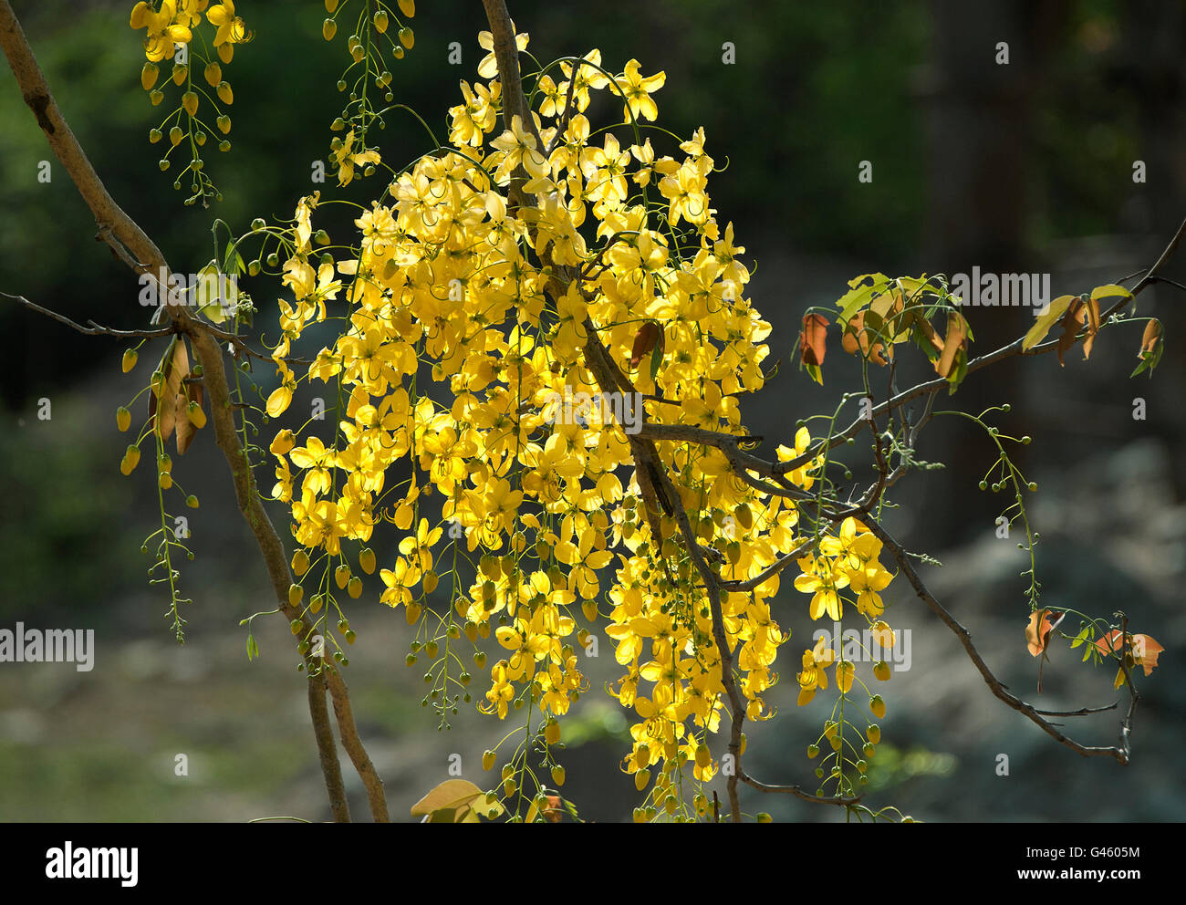 The image of Amaltas ( Cassia fistula ) Flowers of Golden shower tree in Tadoba, India Stock ...