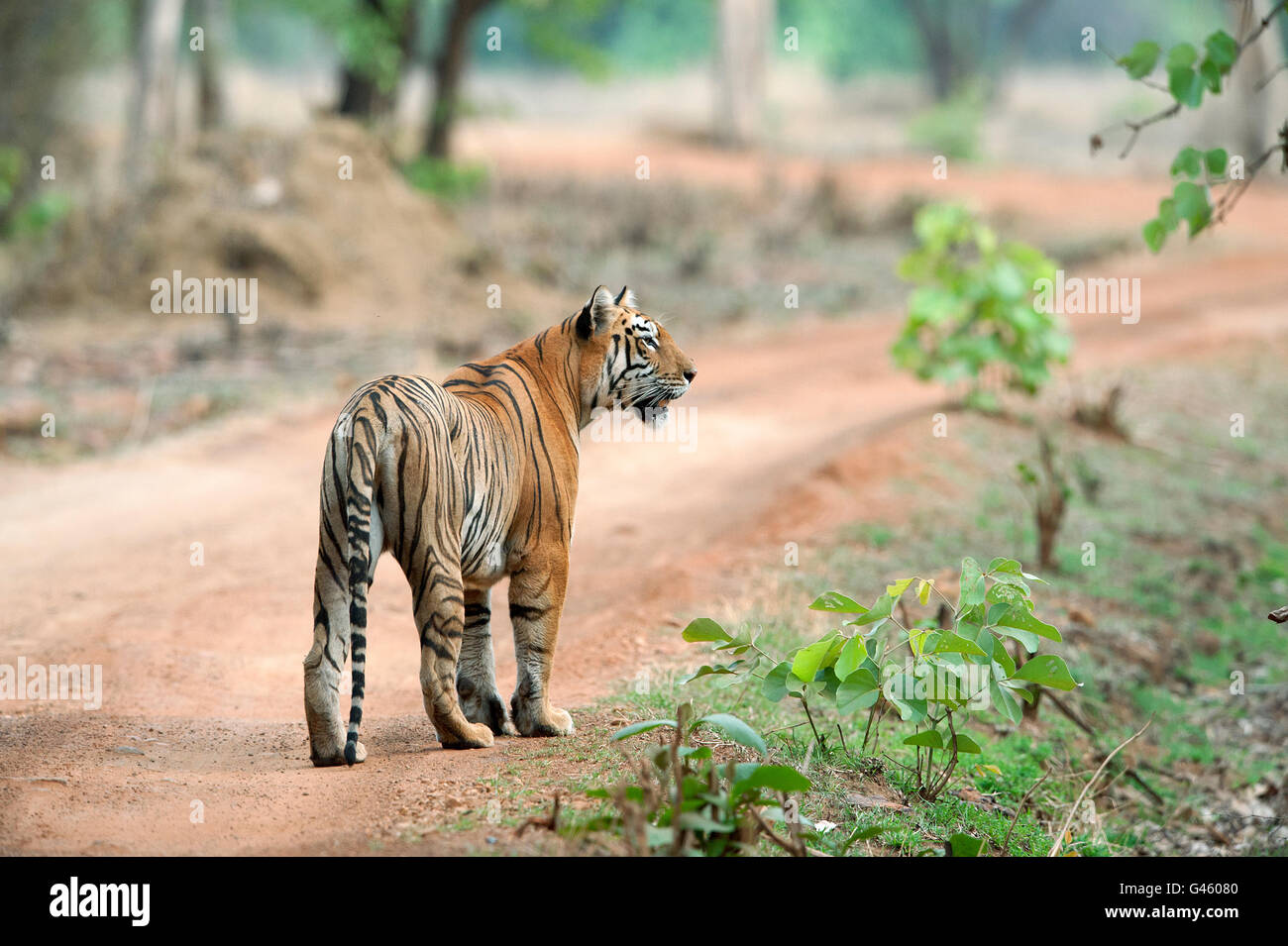 The image of Maya Tigress ( Panthera tigris ) Tadoba national park ...