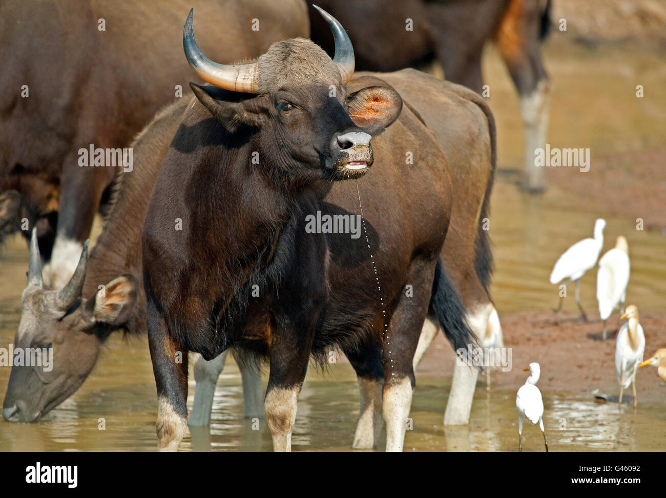 The image of Indian Bison or Guar (Bos gaurus ) in Tadoba national park ...