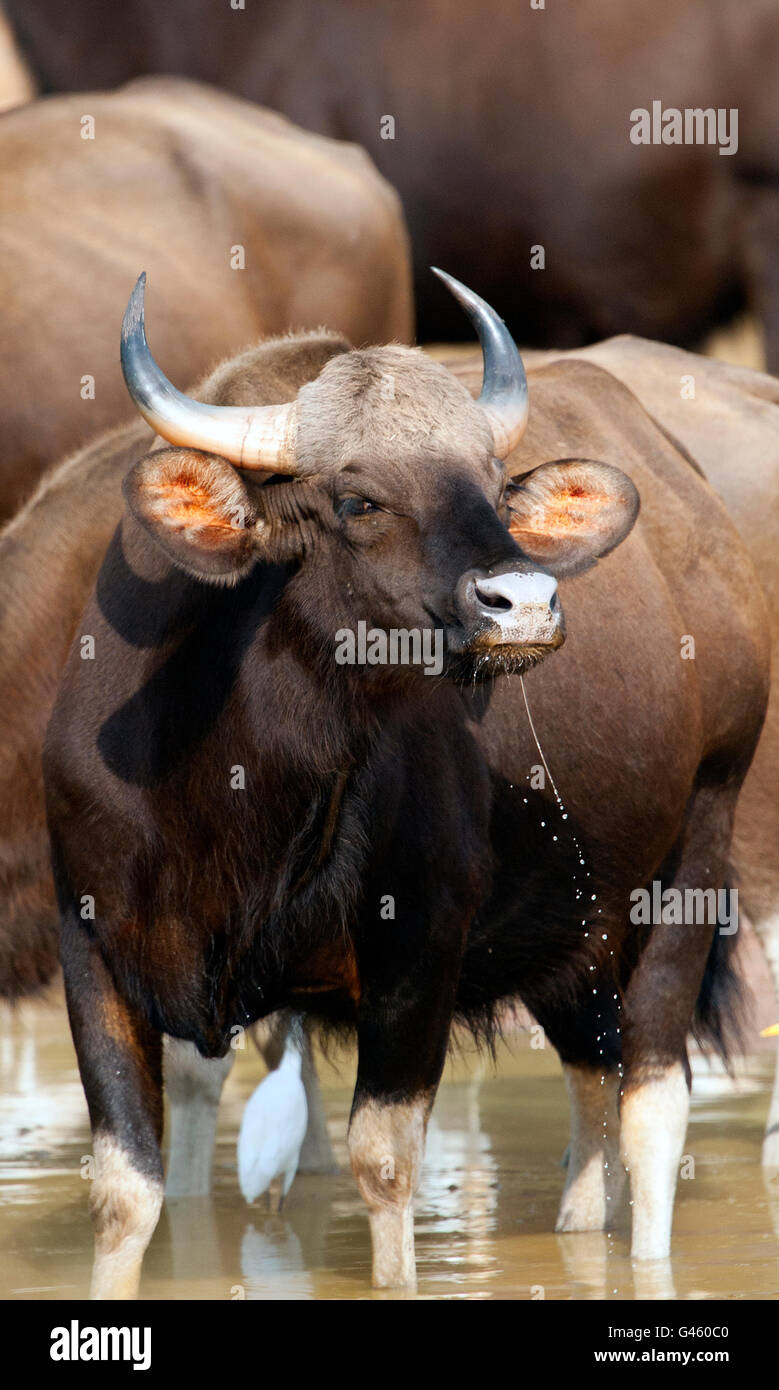 The image of Indian Bison or Guar (Bos gaurus ) in Tadoba national park ...