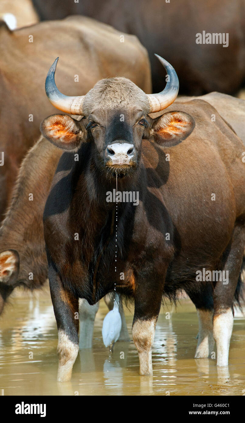 Guar cattle hi-res stock photography and images - Alamy