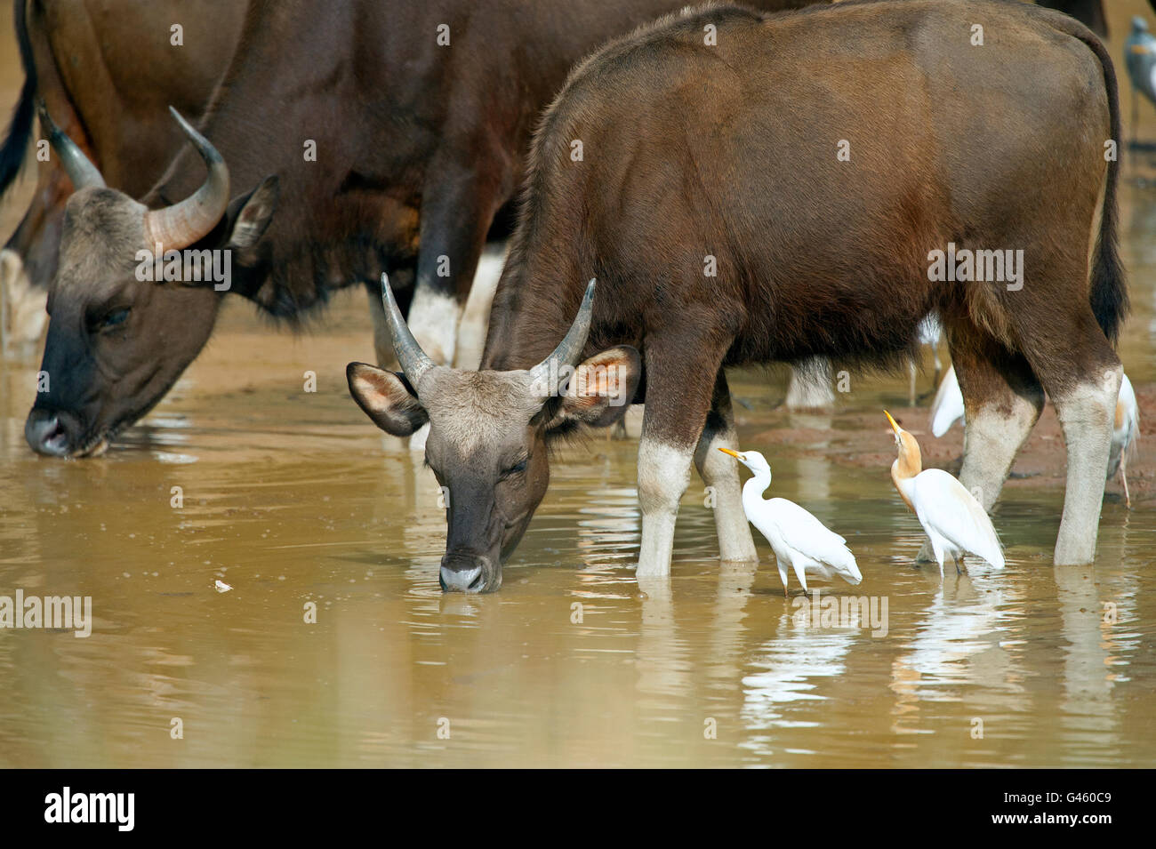 The image of Indian Bison or Guar (Bos gaurus ) in Tadoba national park ...