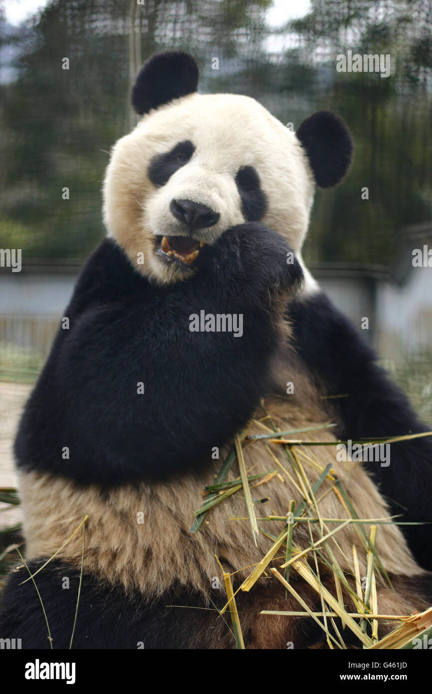 Male Giant Panda Yang Guang eats bamboo in his enclosure at the ...