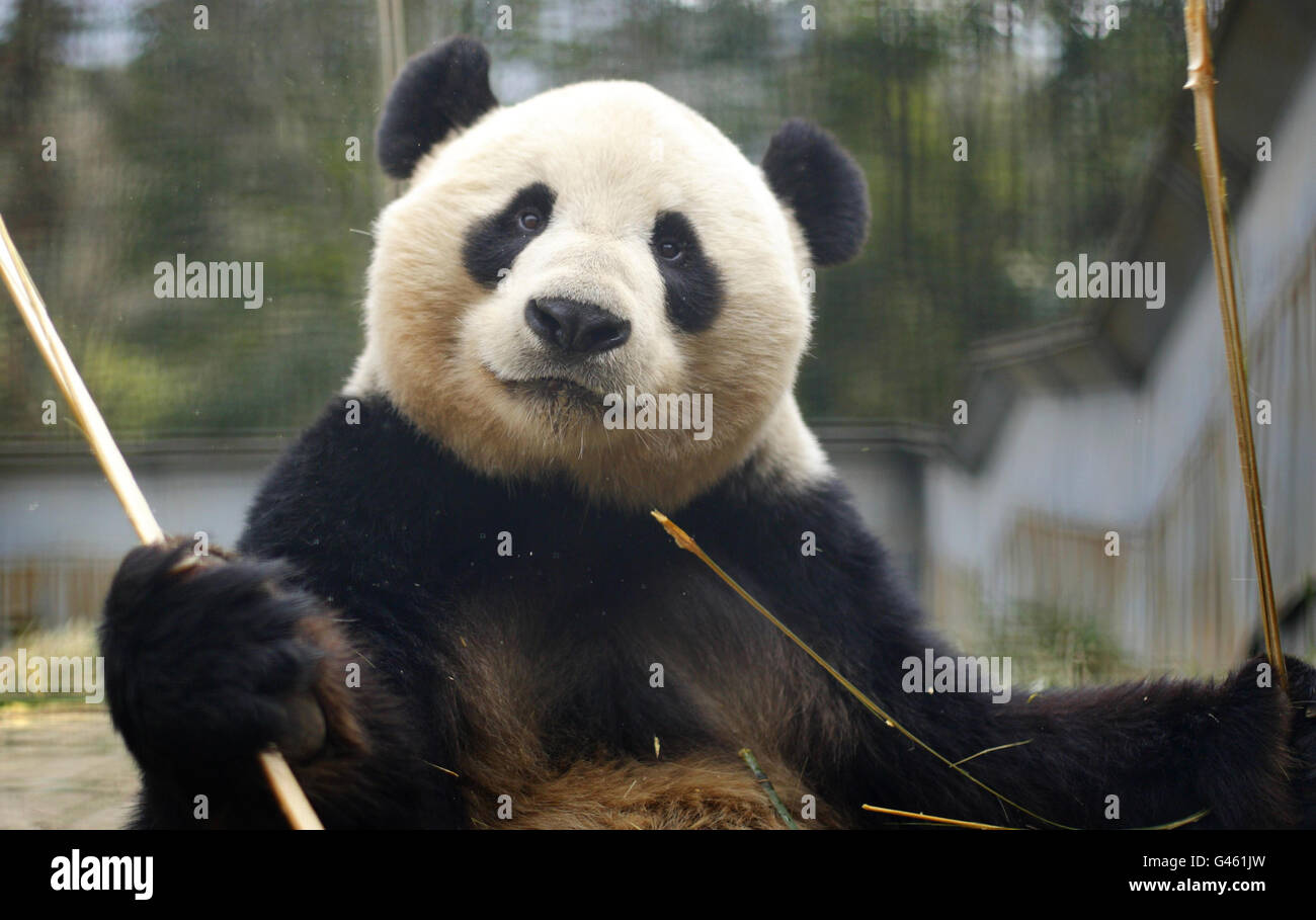 Male Giant Panda Yang Guang eats bamboo in his enclosure at the ...