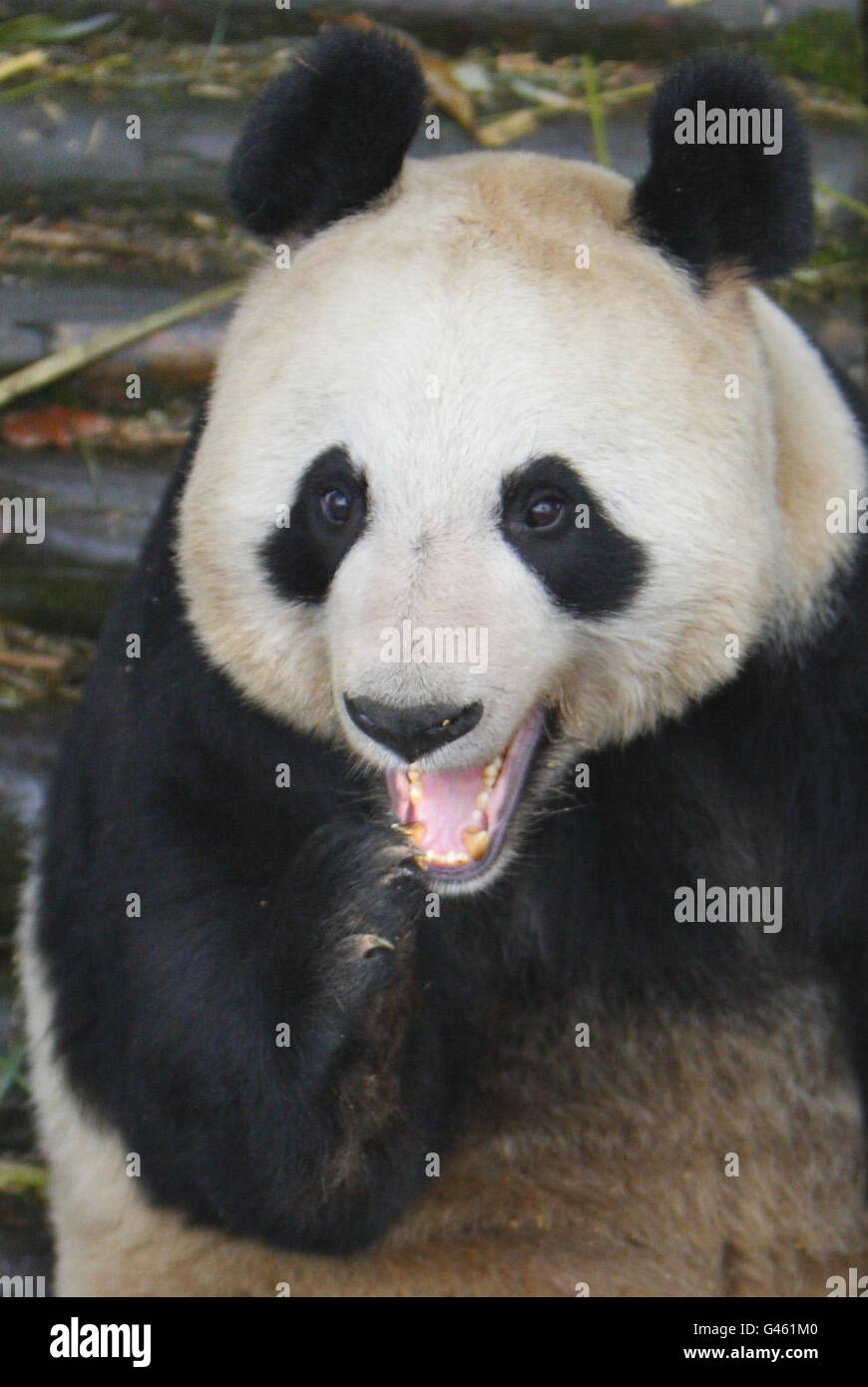 Pandas for Edinburgh Zoo. Female Giant Panda Tian Tian at the Bifengxia ...