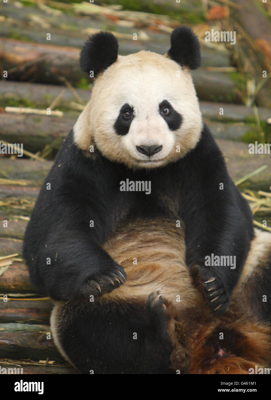 Female Giant Panda Tian Tian in her enclosure at the Bifengxia Panda ...