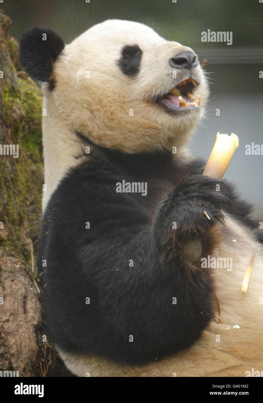 Male Giant Panda Yang Guang enjoying the sugary sweet tip of bamboo in ...