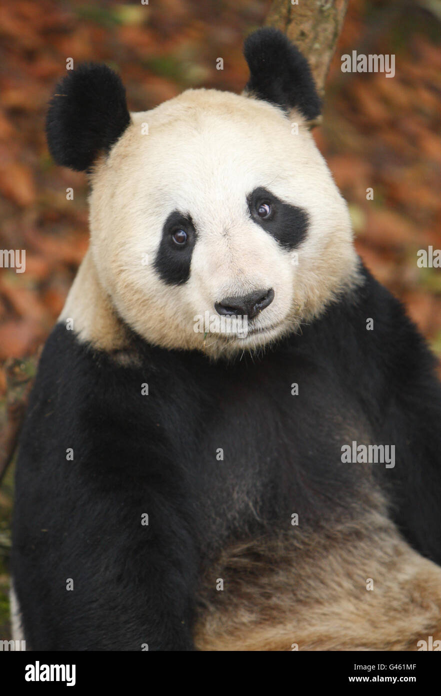 Pandas for Edinburgh Zoo. Female Giant Panda Tian Tian at the Bifengxia ...