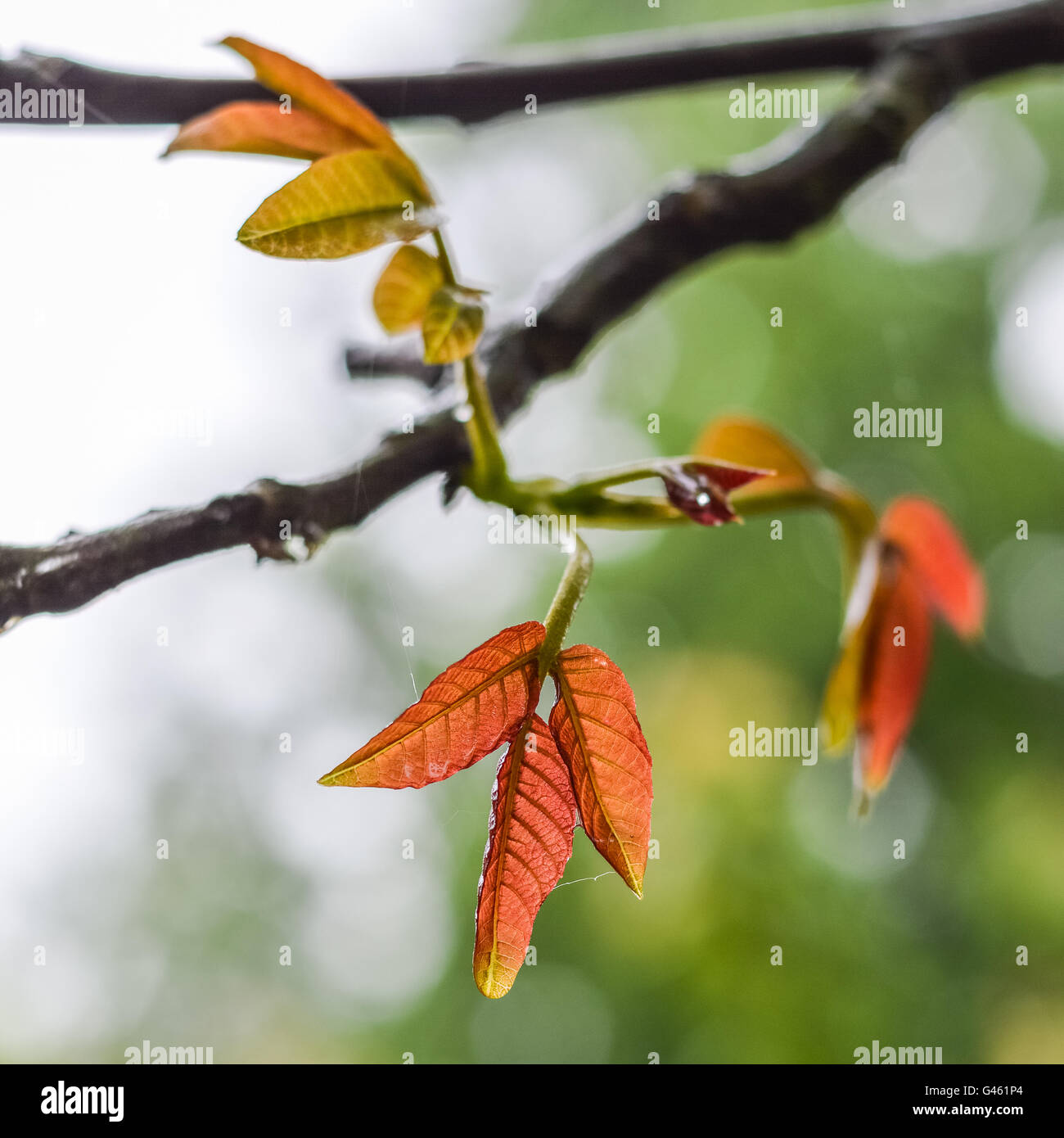 leaves of walnut tree growing in spring light Stock Photo - Alamy