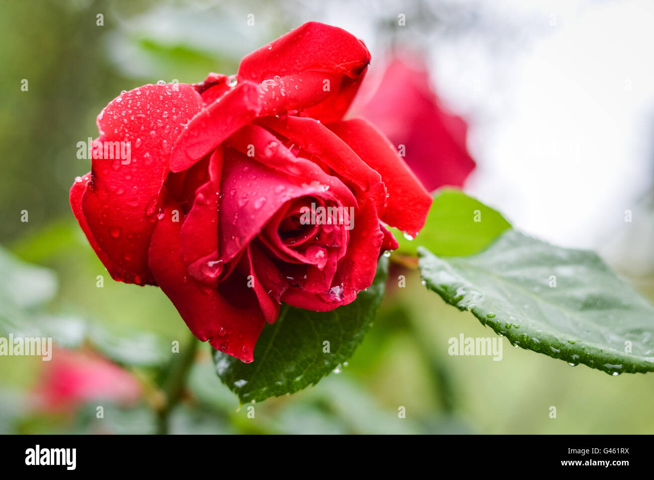 Red rose under rain hi-res stock photography and images - Alamy