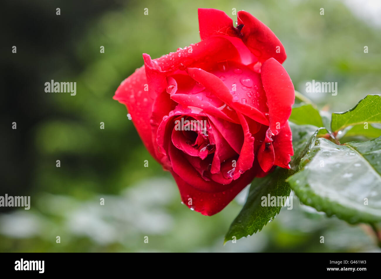 amazing red rose under the rain close up Stock Photo - Alamy