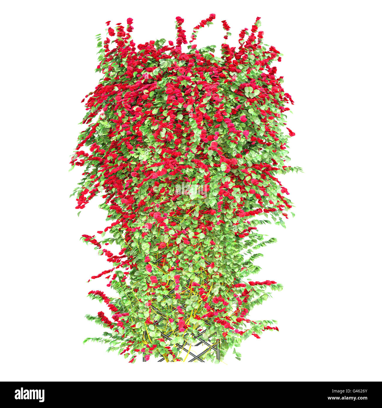 Red climbing roses hi-res stock photography and images - Alamy