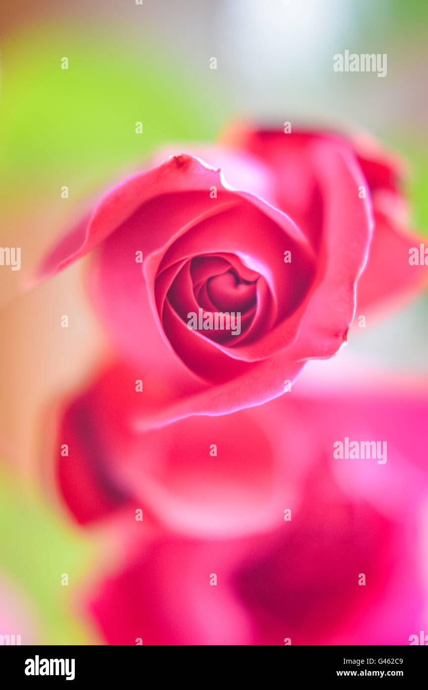 red ethereal rose front view Stock Photo - Alamy