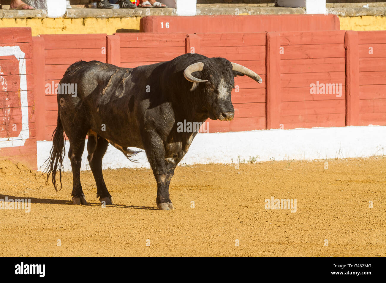 Bull sand hi-res stock photography and images - Alamy