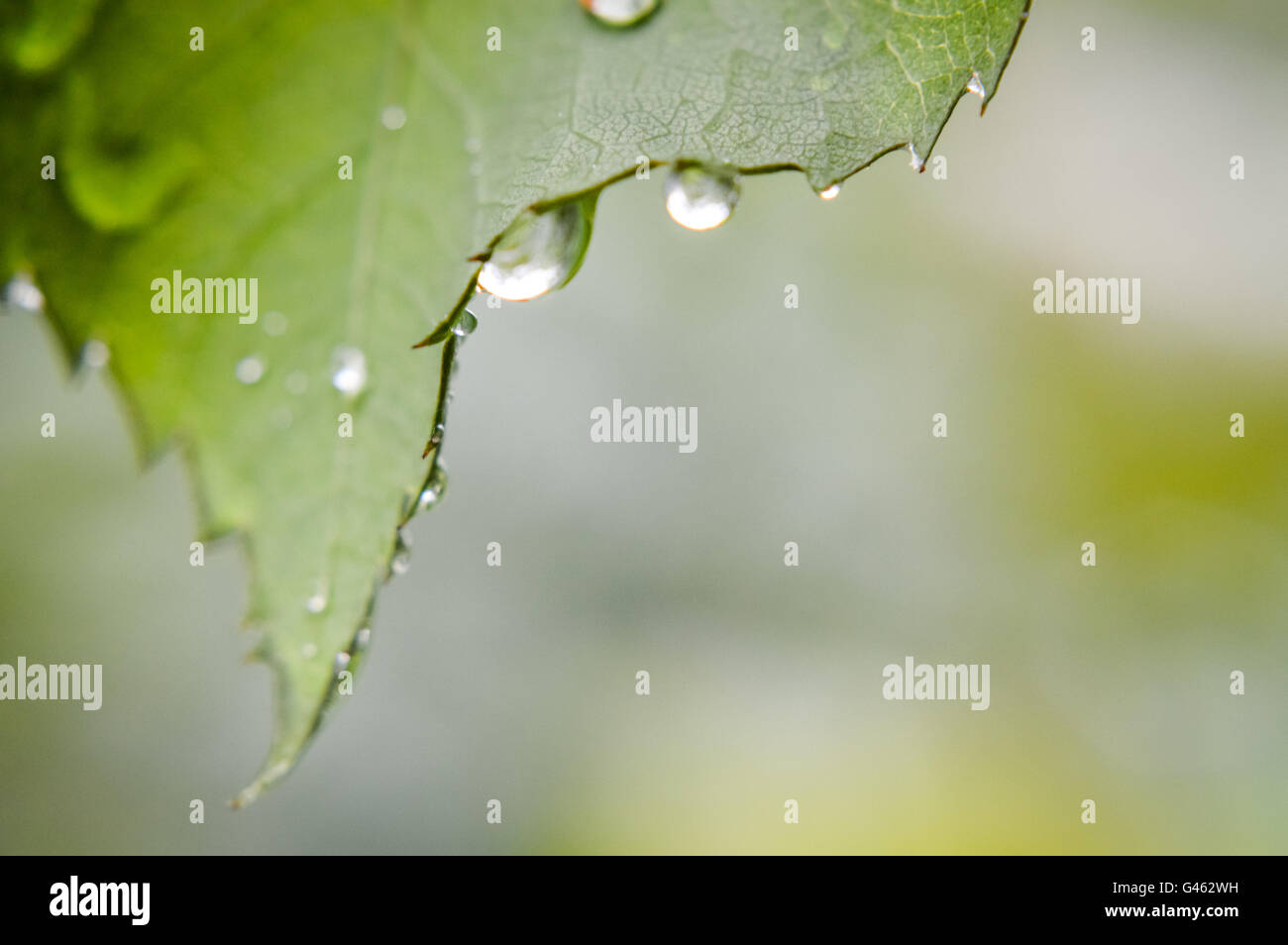 rose leaf close up with raindrops Stock Photo - Alamy
