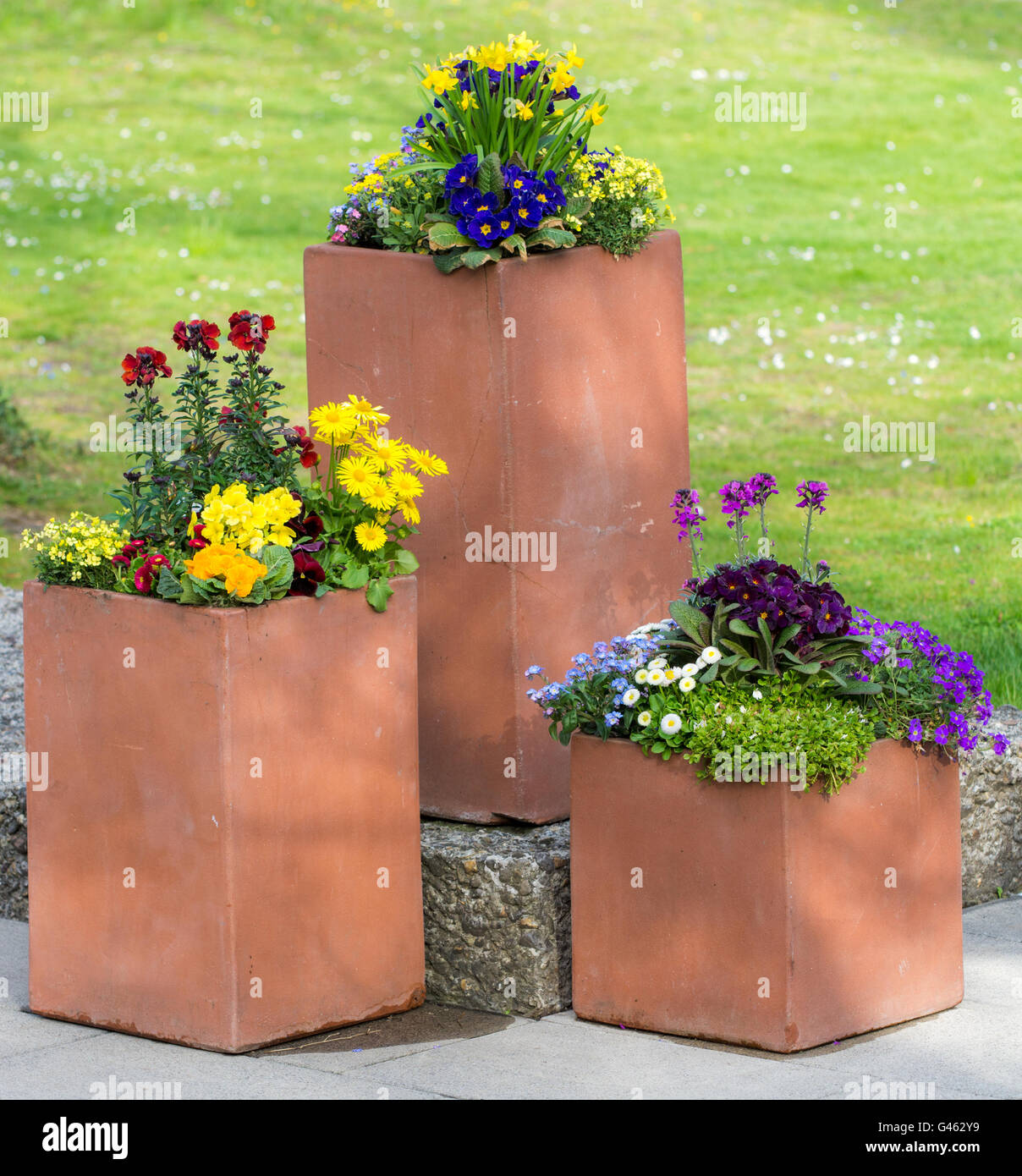 Rectangular flower pot in a park filled with pansies and daffodiles ...