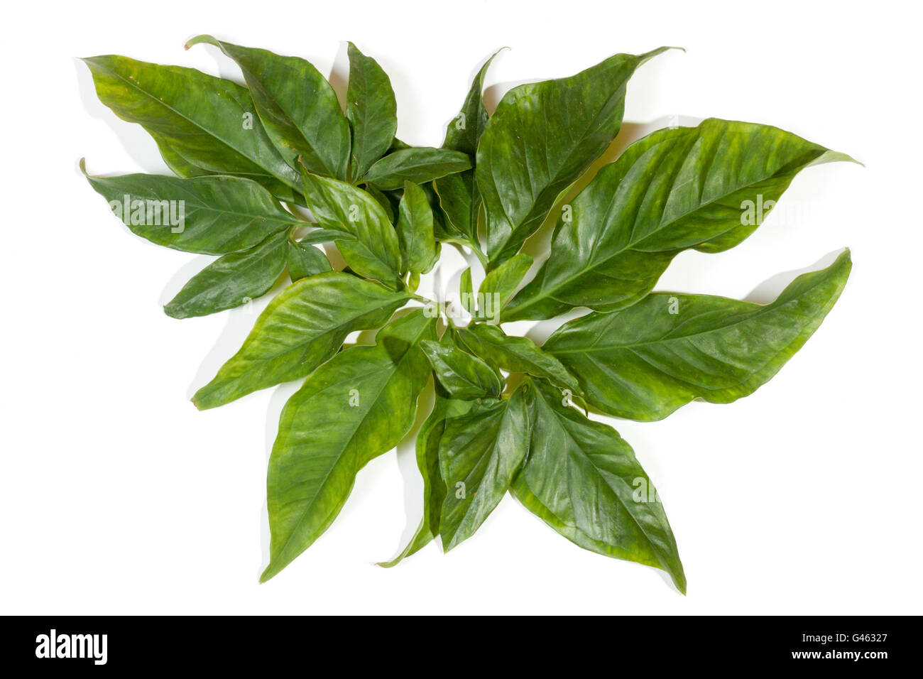 Above studio shot bunch of large shiny leaves patterns and textures on ...
