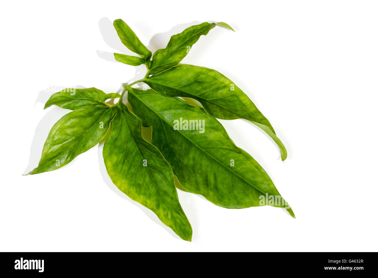 Above studio shot of large shiny leaves patterns and textures attached ...